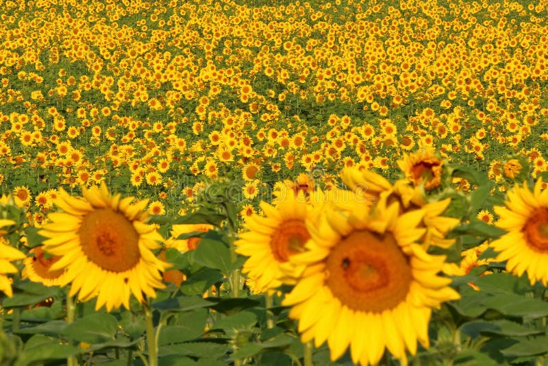 Beautiful Field of Bright Sunflowers Stock Photo - Image of petals ...