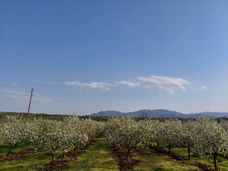 A Beautiful Field of Cherry Blossoms 2 Stock Photo - Image of nature ...