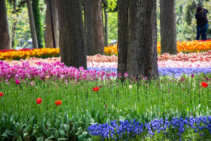 Beautiful Field of Colorful Flowers and Tall Trees Stock Image - Image ...