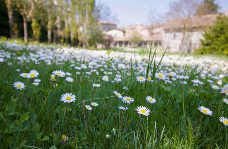 Beautiful Field of Daisies in Spring in Front of a Farm Stock Image ...