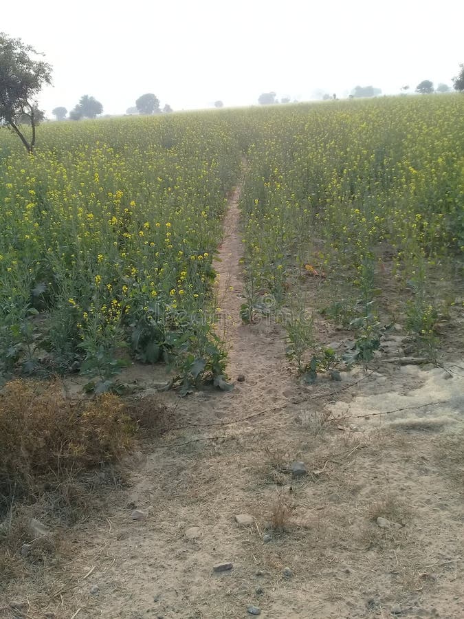 Flower Sarsotree Stock Photos - Free & Royalty-Free Stock Photos from ...