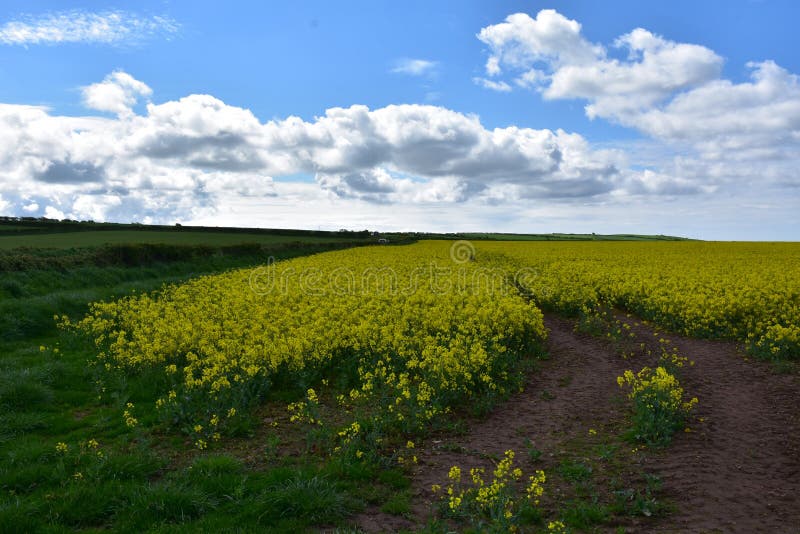 Beautiful Field with Flowering Yellow Seed Taking Hold Stock Photo ...