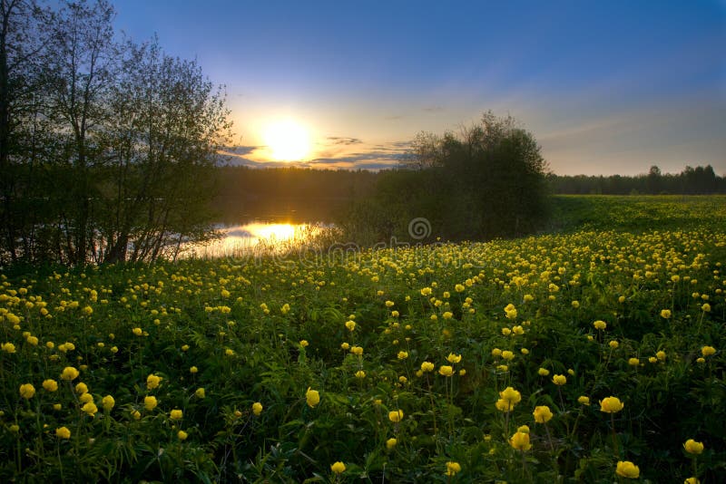 Beautiful field flowers stock image. Image of globe, cloud - 5512293