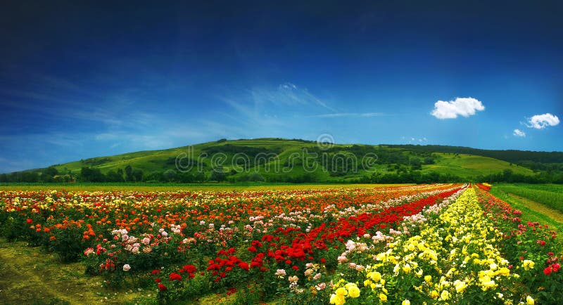 Beautiful Field Full of Roses - Panorama Stock Photo - Image of color ...