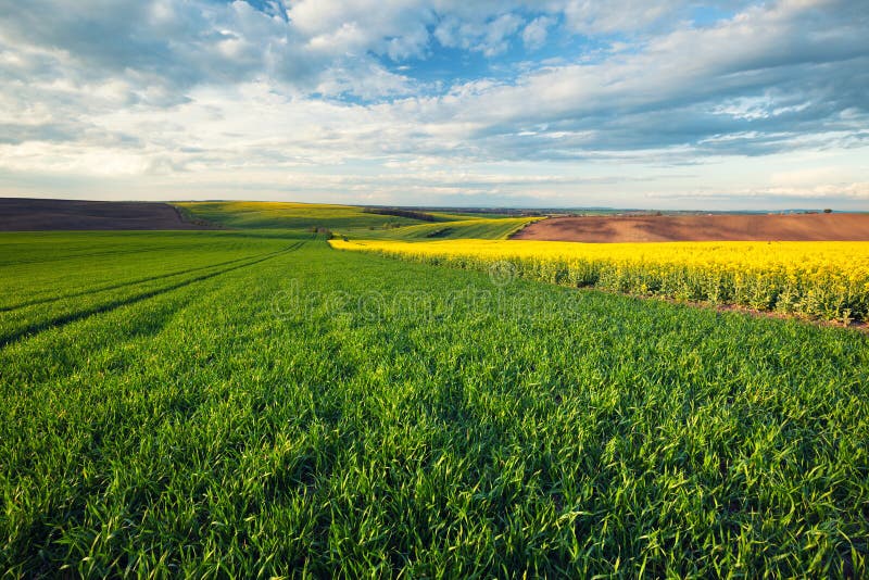 Beautiful field landscape stock photo. Image of agriculture - 55012140