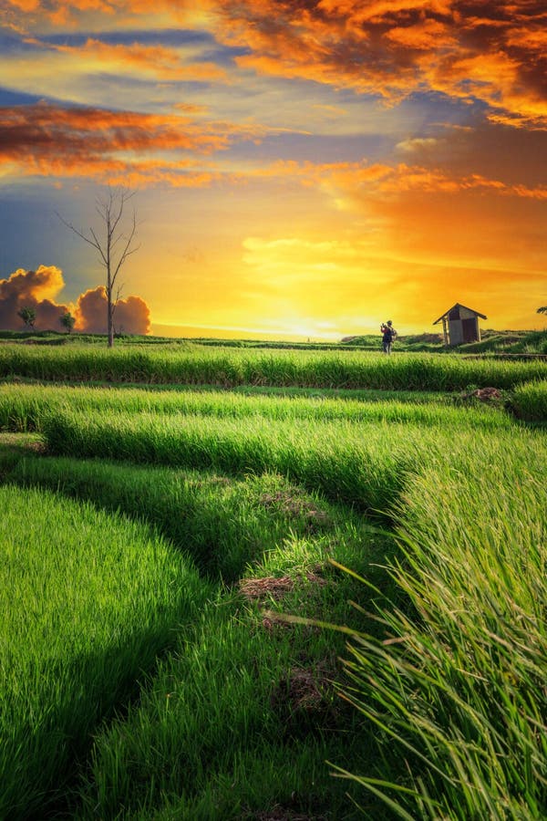 Beautiful Field Lanscape in Sunset Stock Image - Image of nature ...