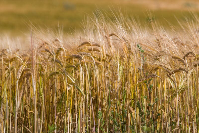 Beautiful field and meadow stock image. Image of cloud - 74306049