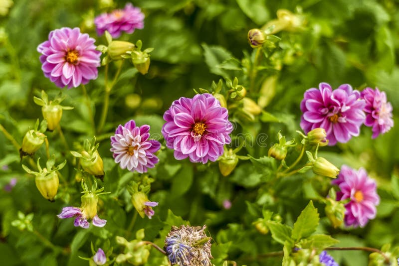 Beautiful Field and Meadow Flowers Stock Image - Image of saturated ...