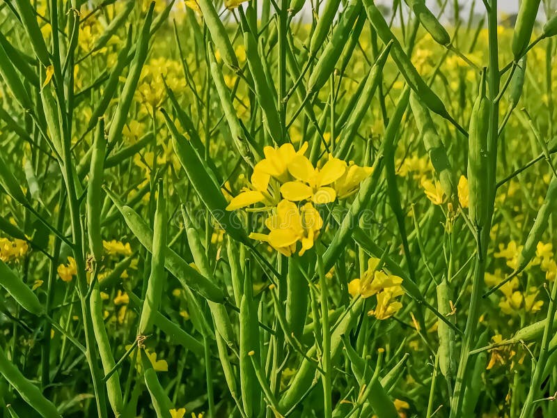 Beautiful Field of Mustard Oil Image India Stock Image - Image of ...