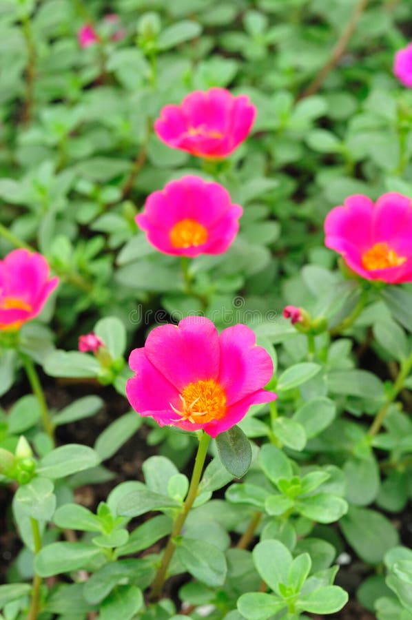 Beautiful Field of Pink Flowers Stock Image - Image of fresh, light ...