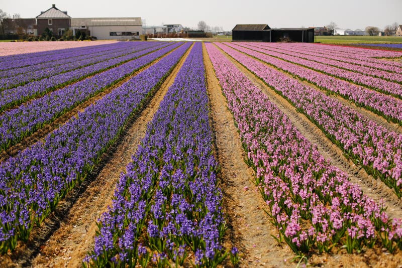 Beautiful Field with Pink and Purple Flowers Stock Photo - Image of ...