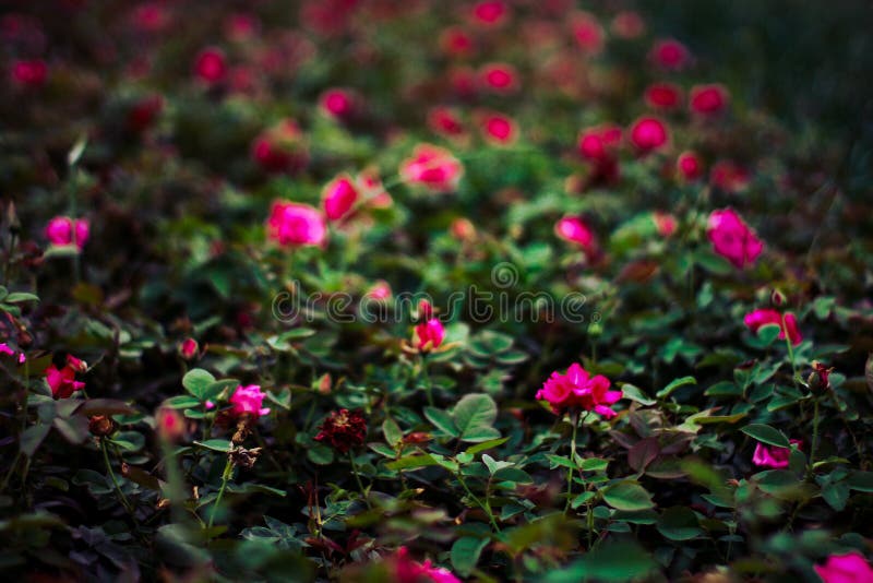 Beautiful Field with Pink Roses in Spring Stock Photo - Image of ...