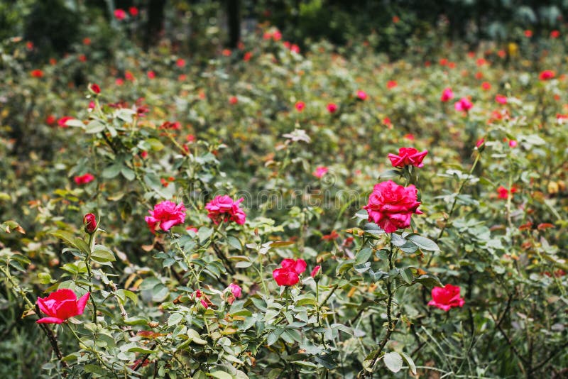 Beautiful Field with Pink Roses in Spring Stock Image - Image of colors ...