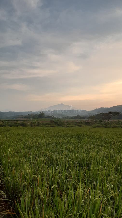 Suruh Village Stock Photos - Free & Royalty-Free Stock Photos from ...