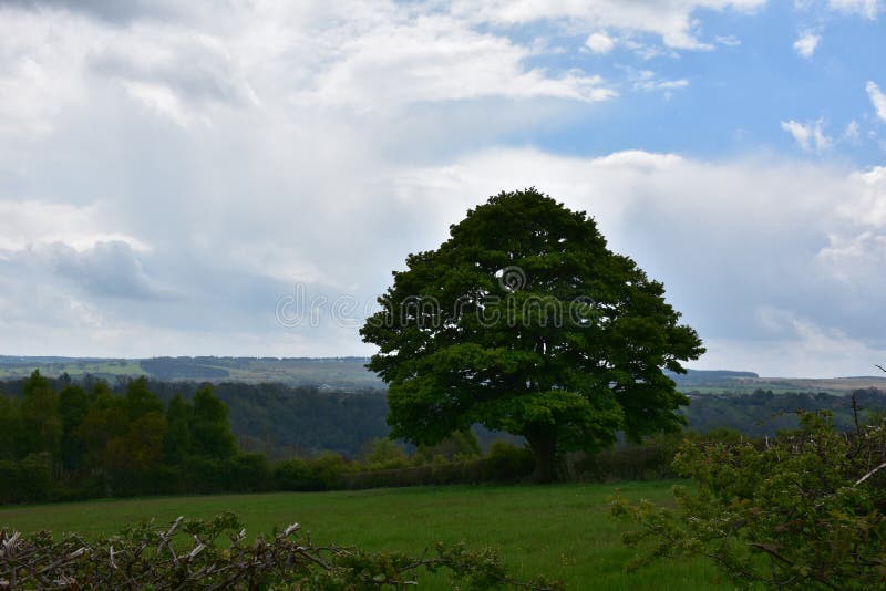 Beautiful Field with a Tree in England Stock Image - Image of ...