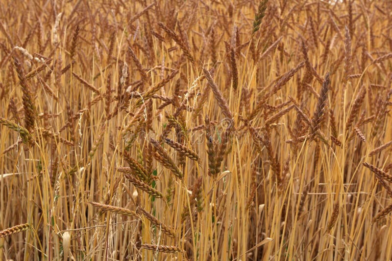 Beautiful Field of Triticale Plants at Daytime Stock Photo - Image of ...