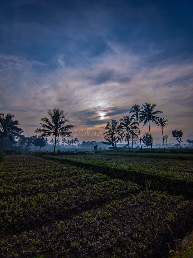 A Beautiful Field View in the Morning Photograph Stock Photo - Image of ...