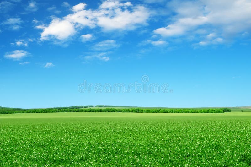 Beautiful fields stock photo. Image of plant, land, blossoming - 28932434