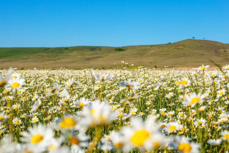 Daisies fields stock photo. Image of beautiful, bright - 84669614
