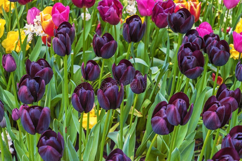 Beautiful Fields of Exotic Varieties of Blooming Tulips in the ...