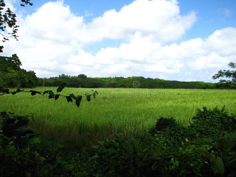 Beautiful Fields of Good Hope Stock Photo - Image of flowers, historic ...