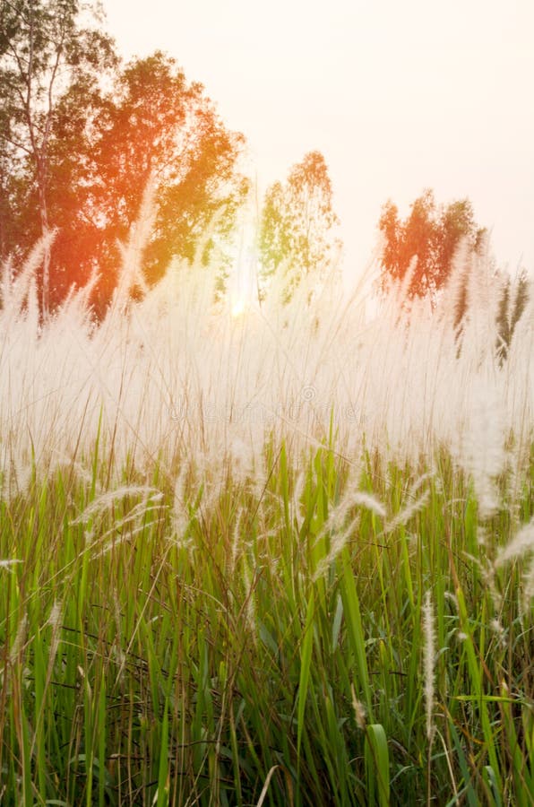 Beautiful Fields of Grass on Sunset Color Stock Photo - Image of color ...