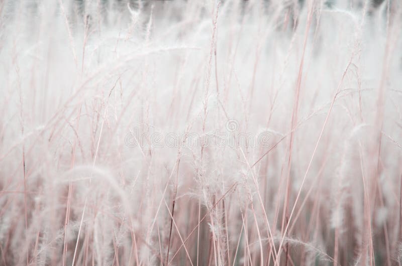 Beautiful Fields of Grass on Sunset Color Stock Image - Image of beauty ...