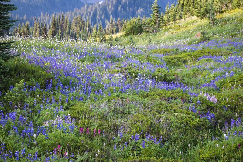 Beautiful Fields of Mountain Wildflowers Stock Photo - Image of ...