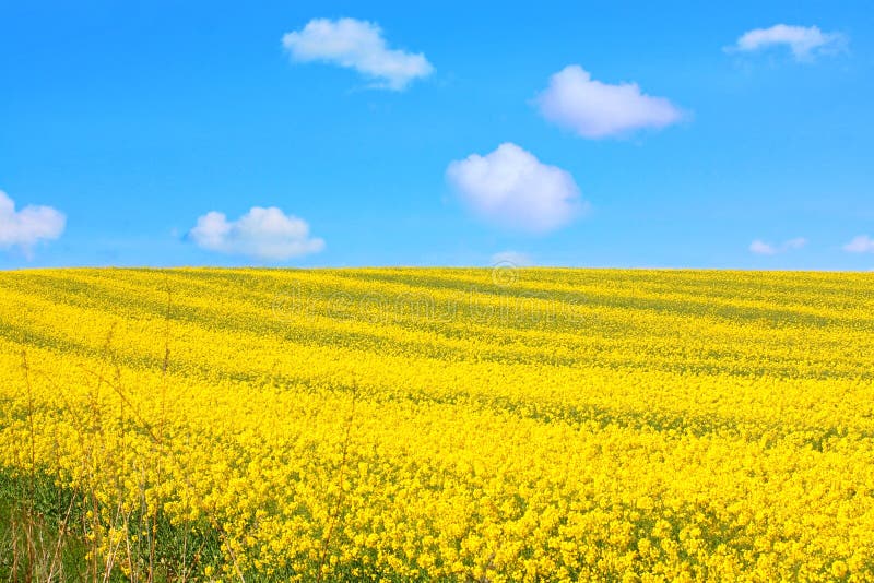 Beautiful Fields of in Springtime Stock Image - Image of rural, person ...