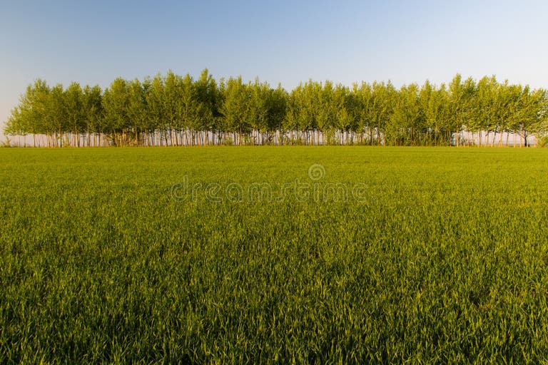 Beautiful fields in spring stock photo. Image of hill - 115728840