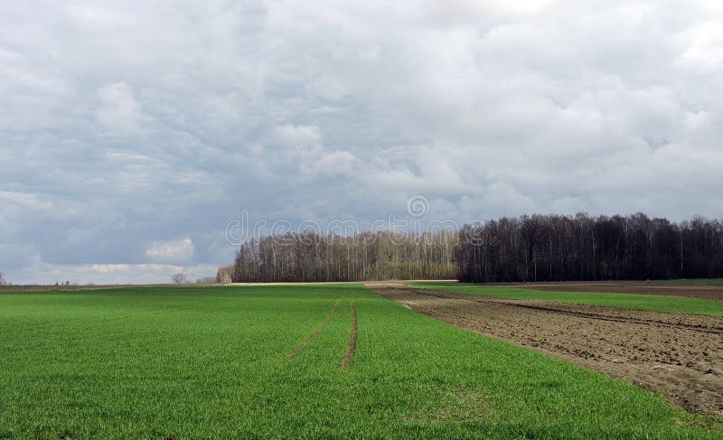 Spring Field with Trees stock photo. Image of tree, farm - 2259578