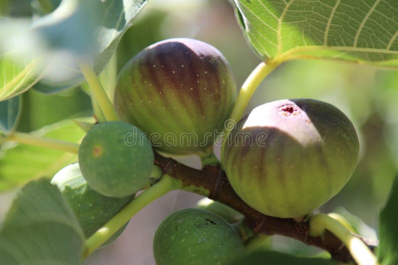 Beautiful Fig Growing on a Tree Stock Image - Image of food, produce ...