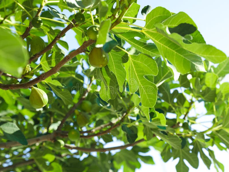 Beautiful Fig Tree with Fruits and Green Leaves Outdoors Stock Photo ...