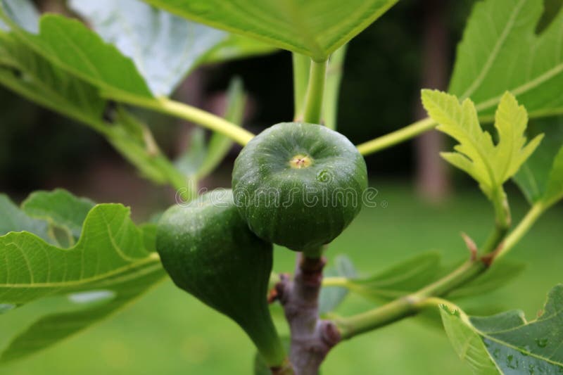 Figs on a Fig Tree Branch Above a Stream, Selective Focus, First Spring ...