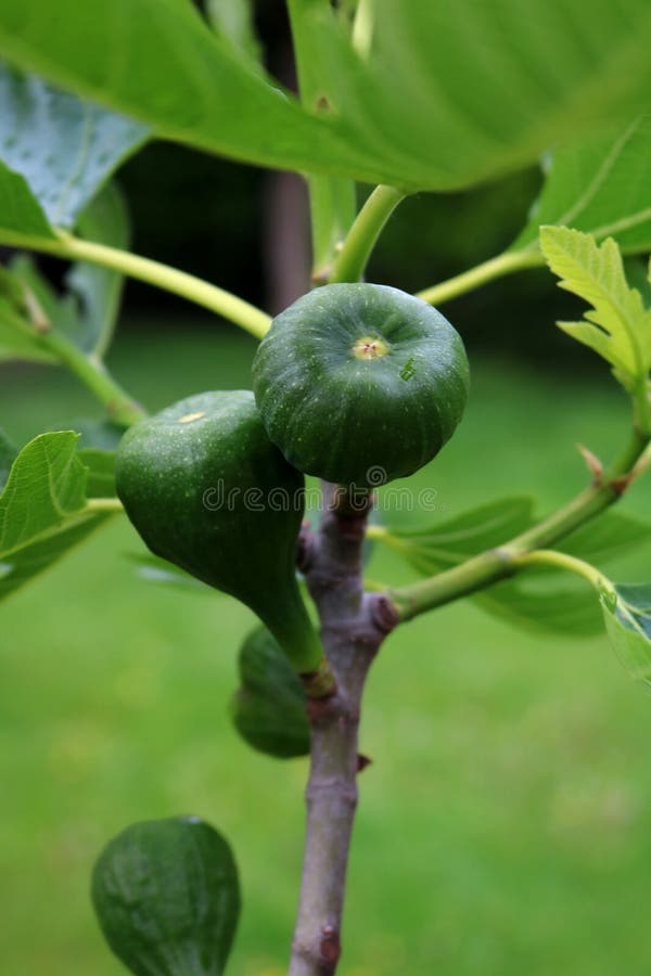 Figs on a Fig Tree Branch Above a Stream, Selective Focus, First Spring ...