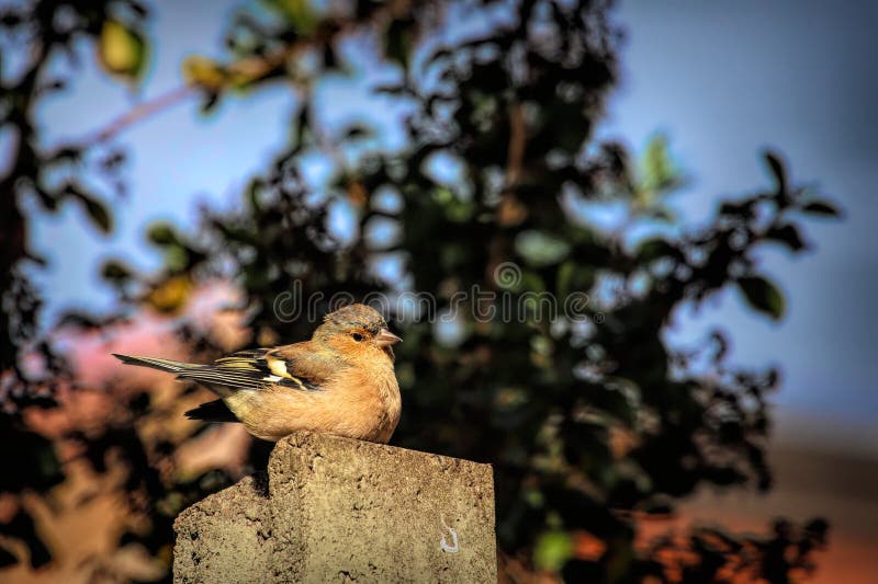 Beautiful Finch Bird on a Stone Surface in a Park Stock Photo - Image ...