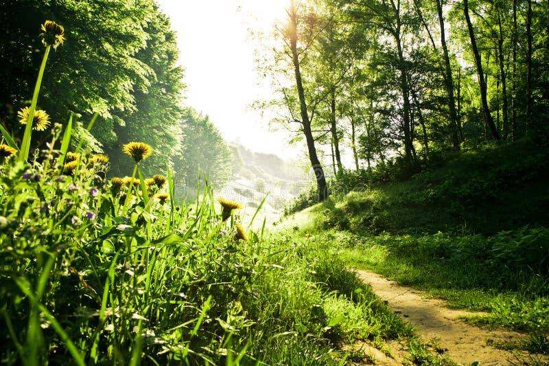 Beautiful fine morning stock photo. Image of meadow, lawn - 24782296