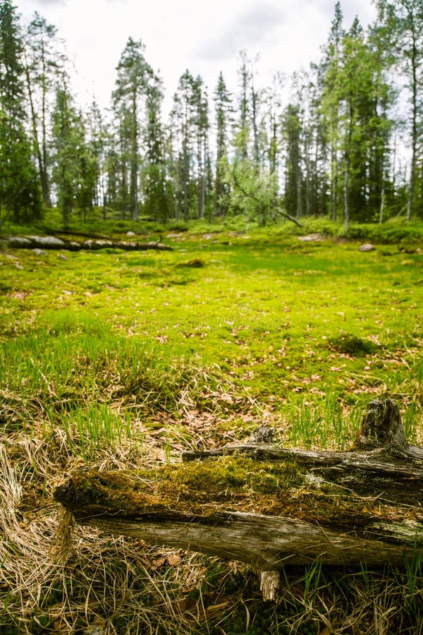 A Beautiful Finnish Forest Landscape Stock Image - Image of panorama ...
