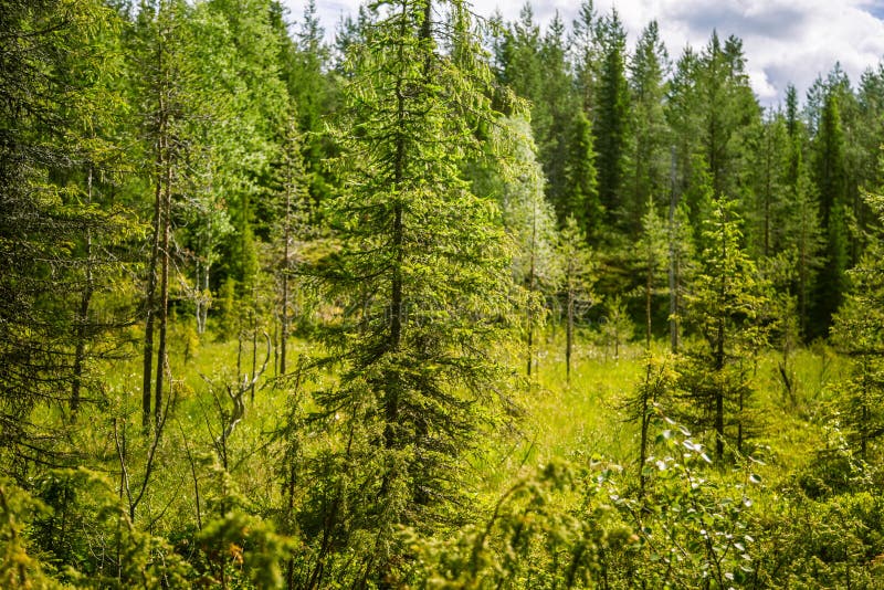 A Beautiful Finnish Forest Landscape Stock Photo - Image of park ...