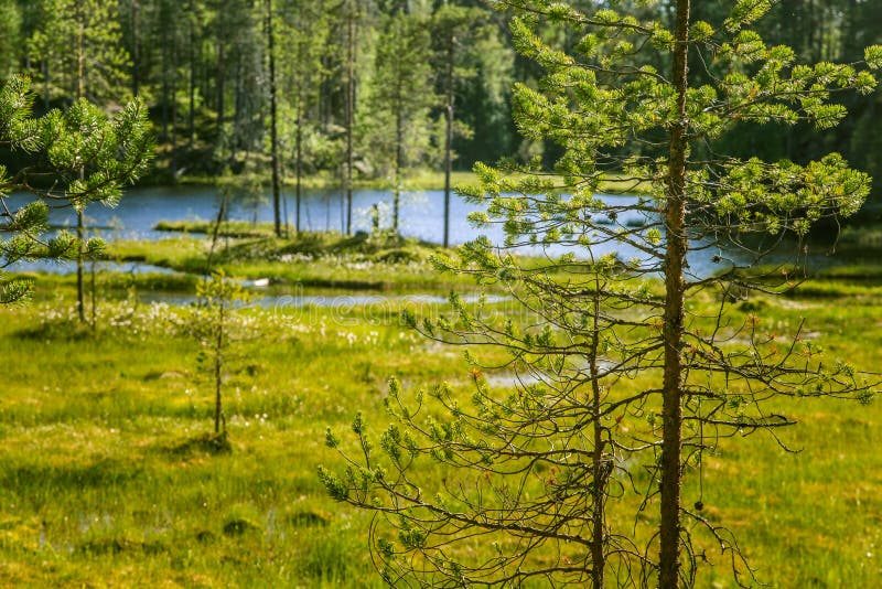 A Beautiful Finnish Forest Landscape Stock Image - Image of beautiful ...
