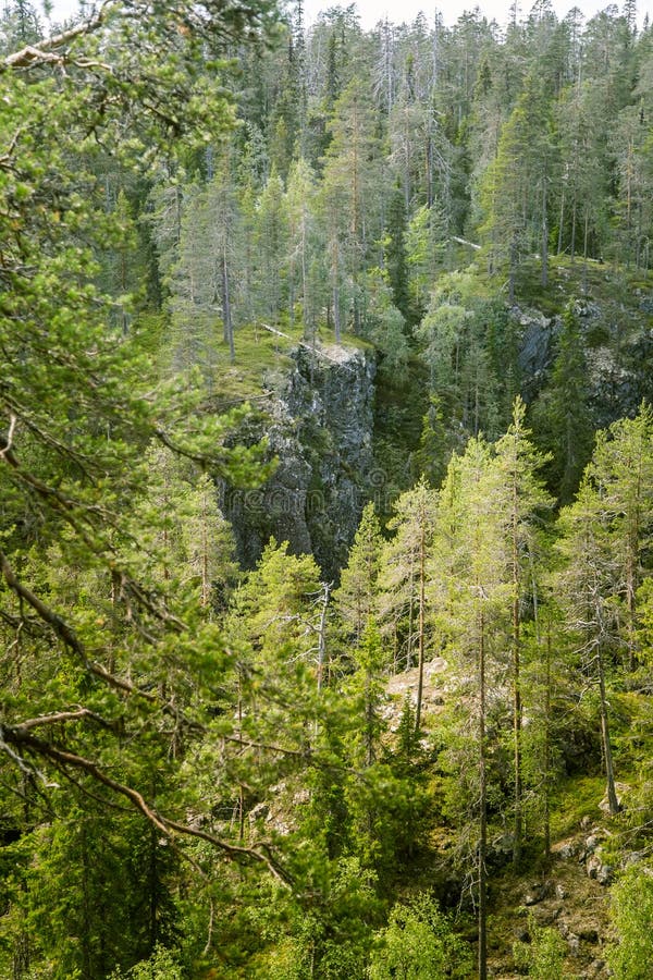 A Beautiful Finnish Forest Landscape Stock Image - Image of forest ...