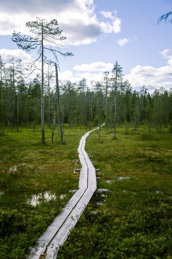 A Beautiful Finnish Forest Landscape Stock Photo - Image of finland ...
