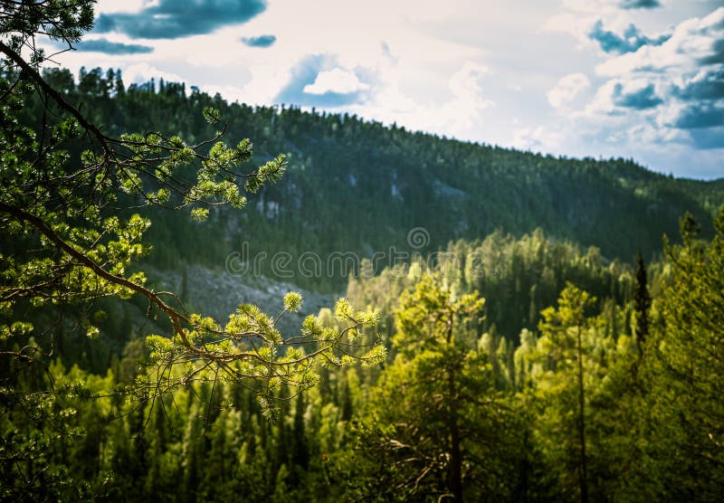 A Beautiful Finnish Forest Landscape Stock Photo - Image of natural ...