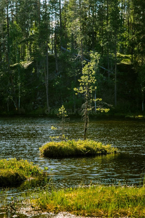 A Beautiful Finnish Forest Landscape Stock Image - Image of grass, pine ...