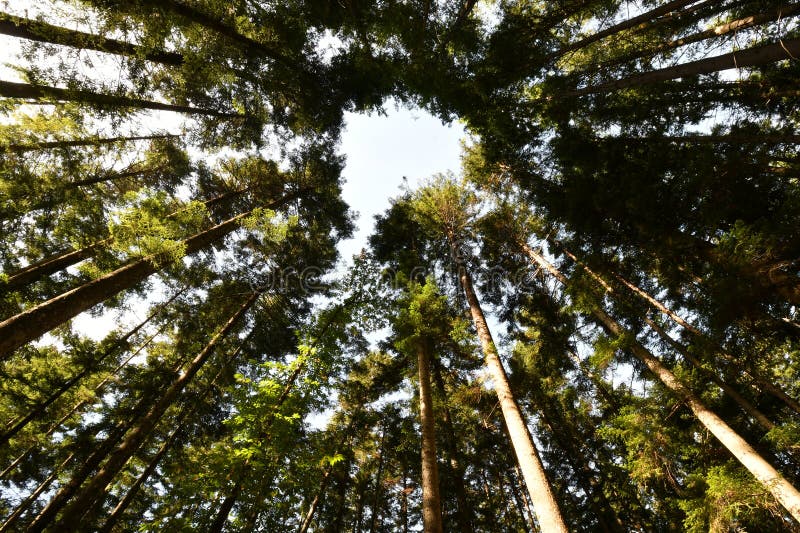 Beautiful Fir Forest, Shot from Below Stock Photo - Image of sunlight ...