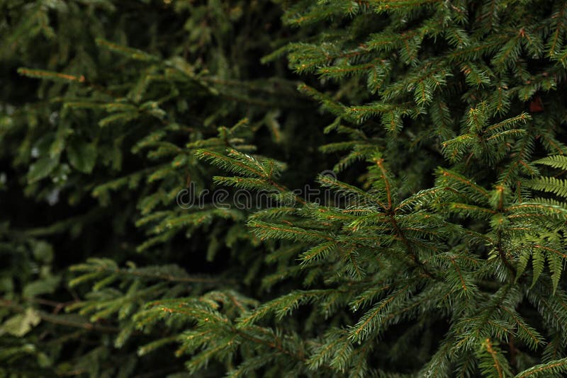 Beautiful Fir with Green Branches in Forest Stock Image - Image of ...