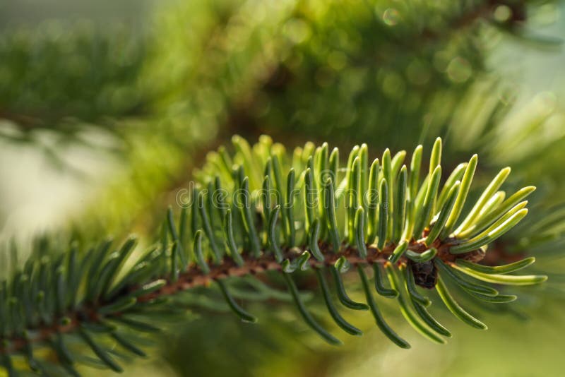 Beautiful Fir Tree with Green Branches, Closeup Stock Photo - Image of ...