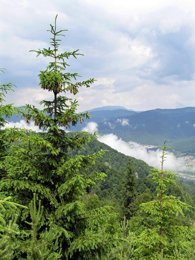 Beautiful fir tree stock photo. Image of north, clear - 33148986