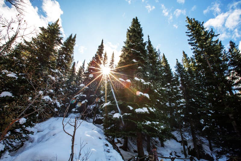 Beautiful Fir Tree in Winter Forest Stock Photo - Image of frame ...