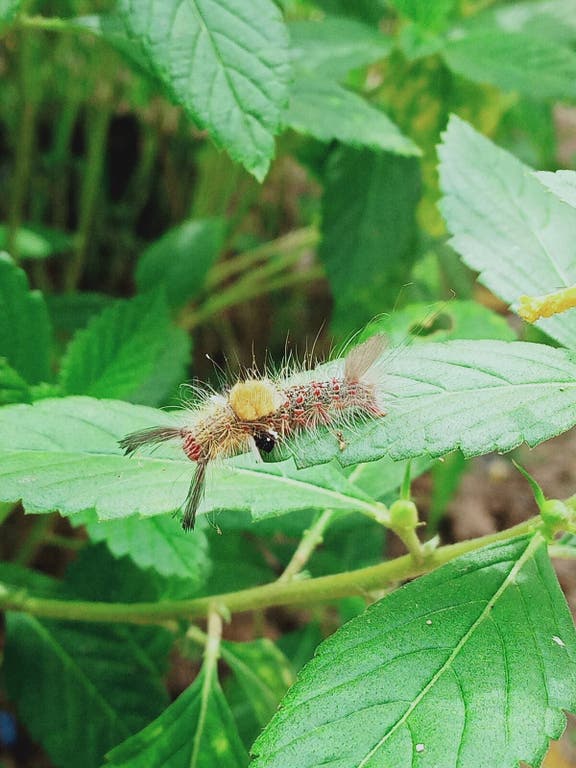 Beautiful fire caterpillar stock image. Image of arthropod - 295332517